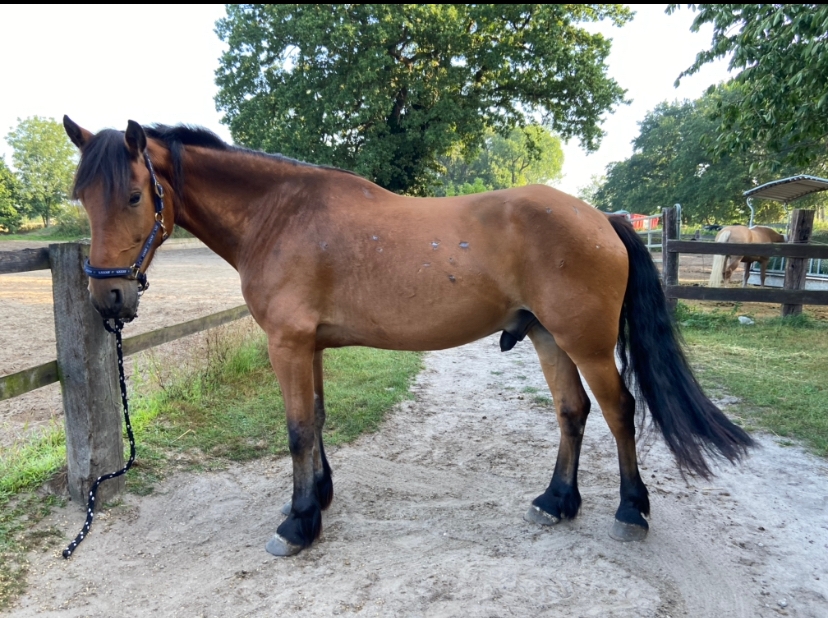 Odin – ein Pferd, so umfassend wie sein Namensgeber – pyrois